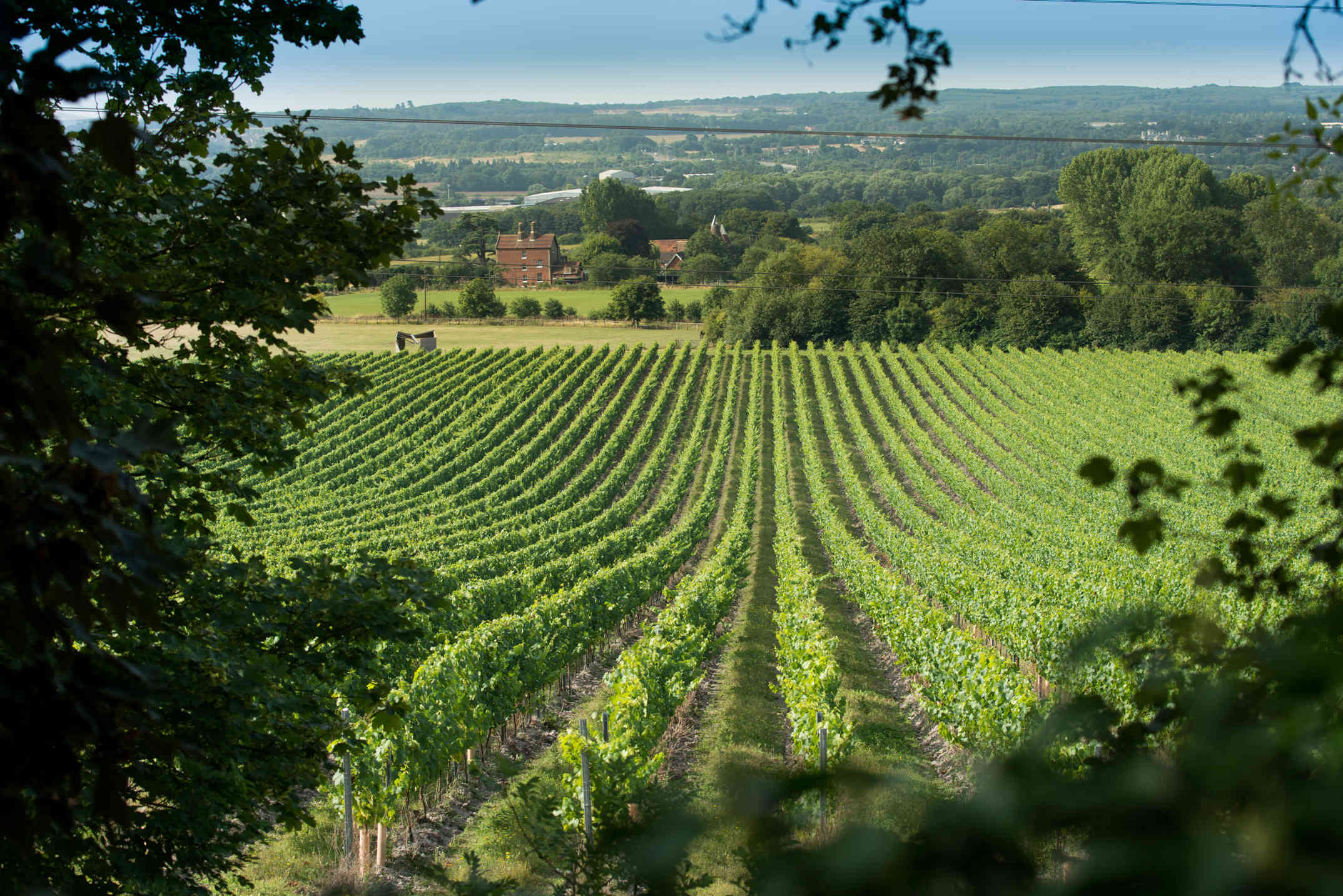 English Wine in 2016