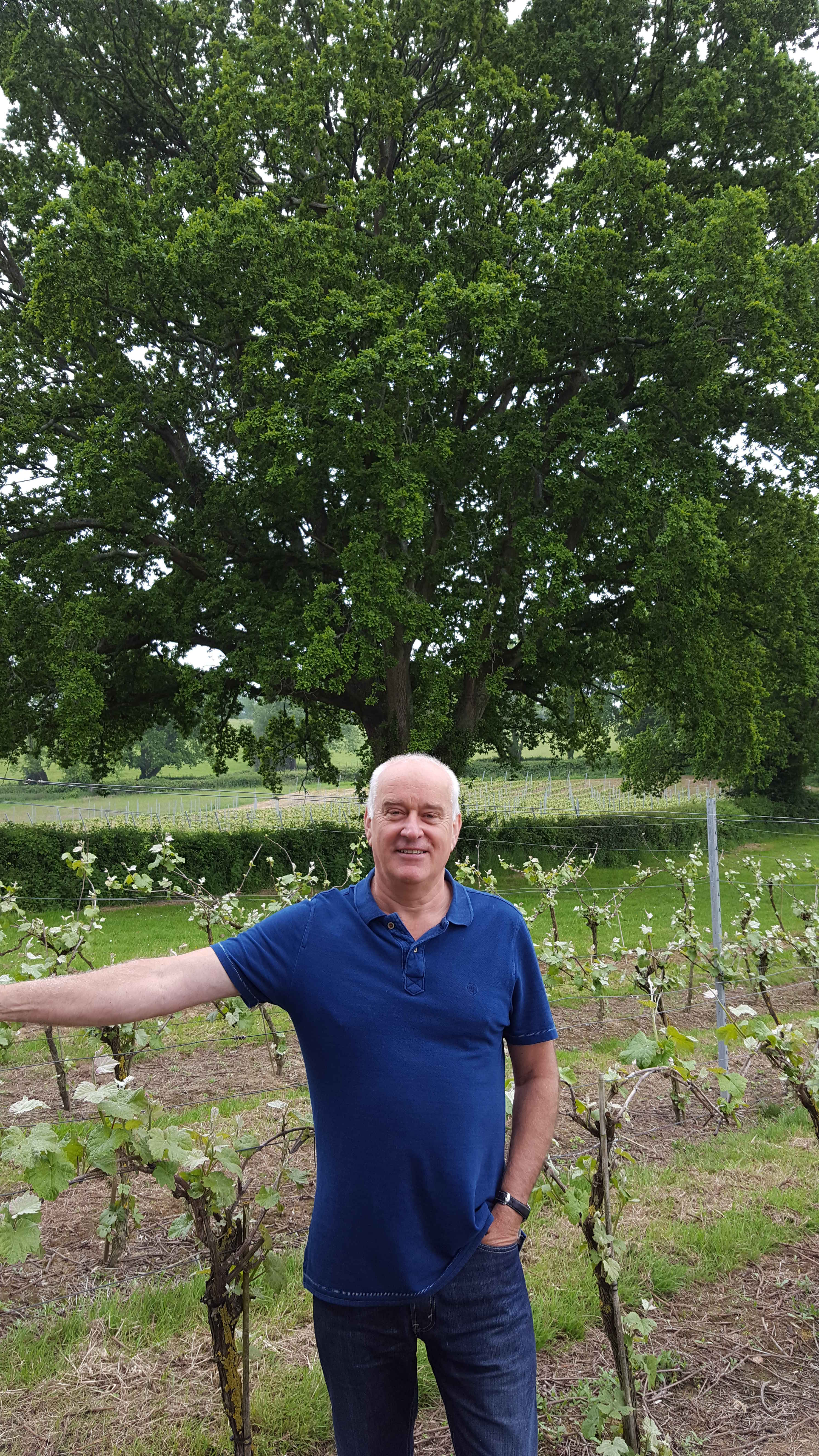 English Wine in 2016