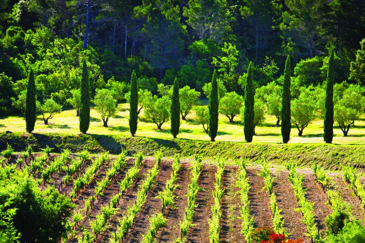 Les Vignobles Foncalieu Paradis Secret rosé.